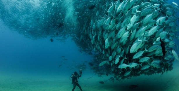 pesca-y-buceo-en-mexico