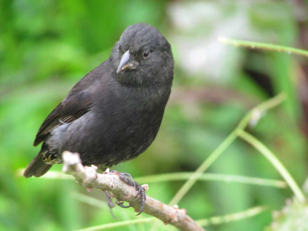 san-cristobal-galapagos-pinzon