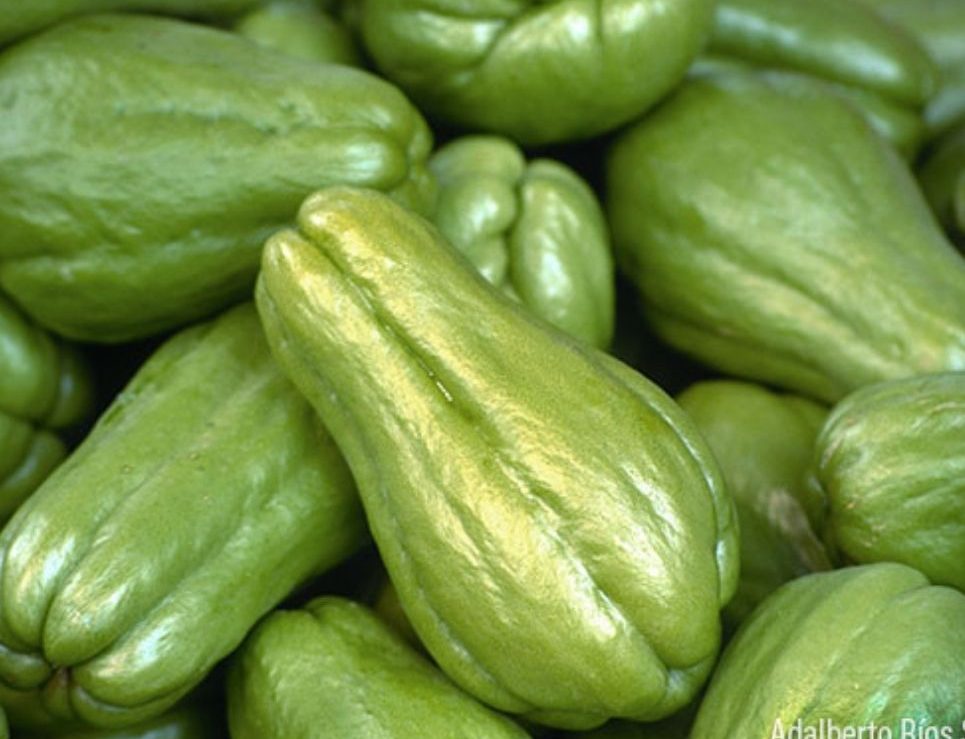 chayote