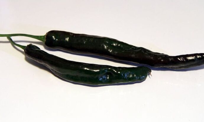 chilaca | Gourmet de México