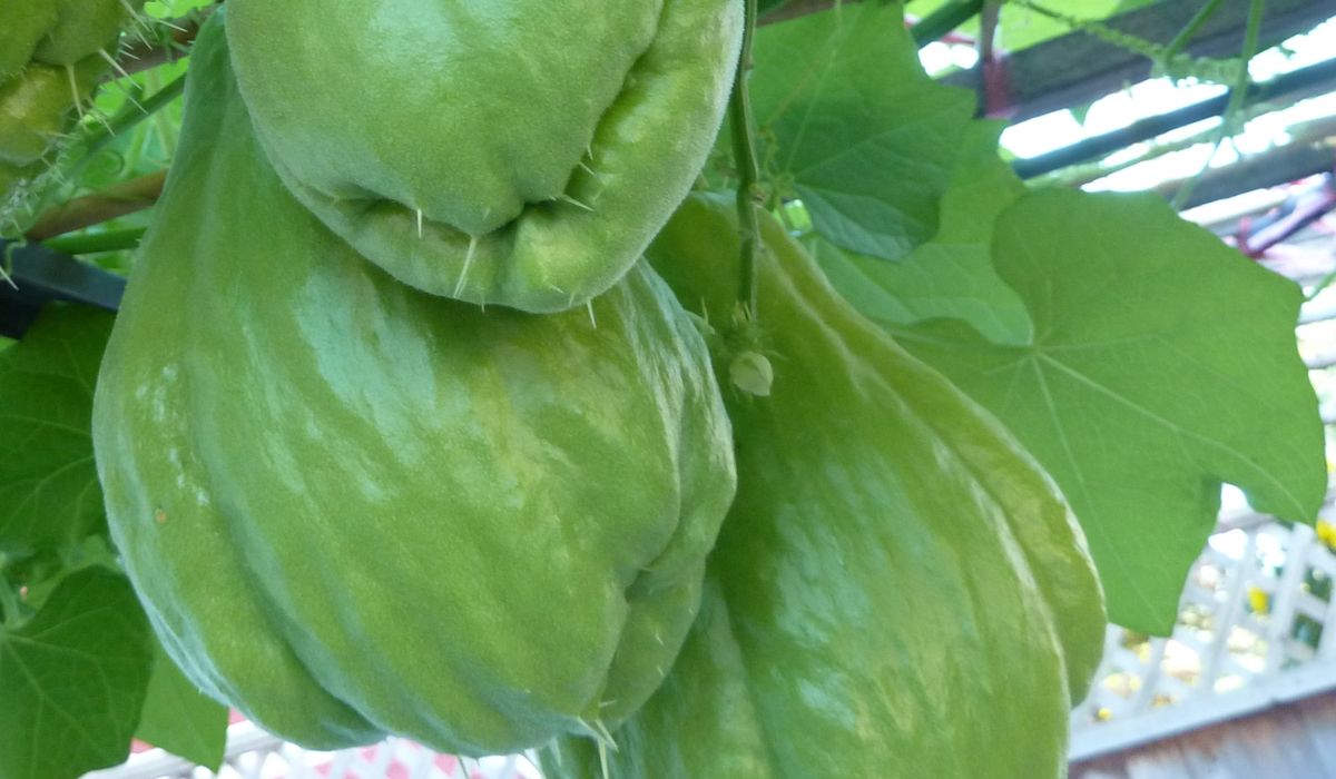 Chayote: una joya verde para cuidar la salud digestiva y controlar el peso