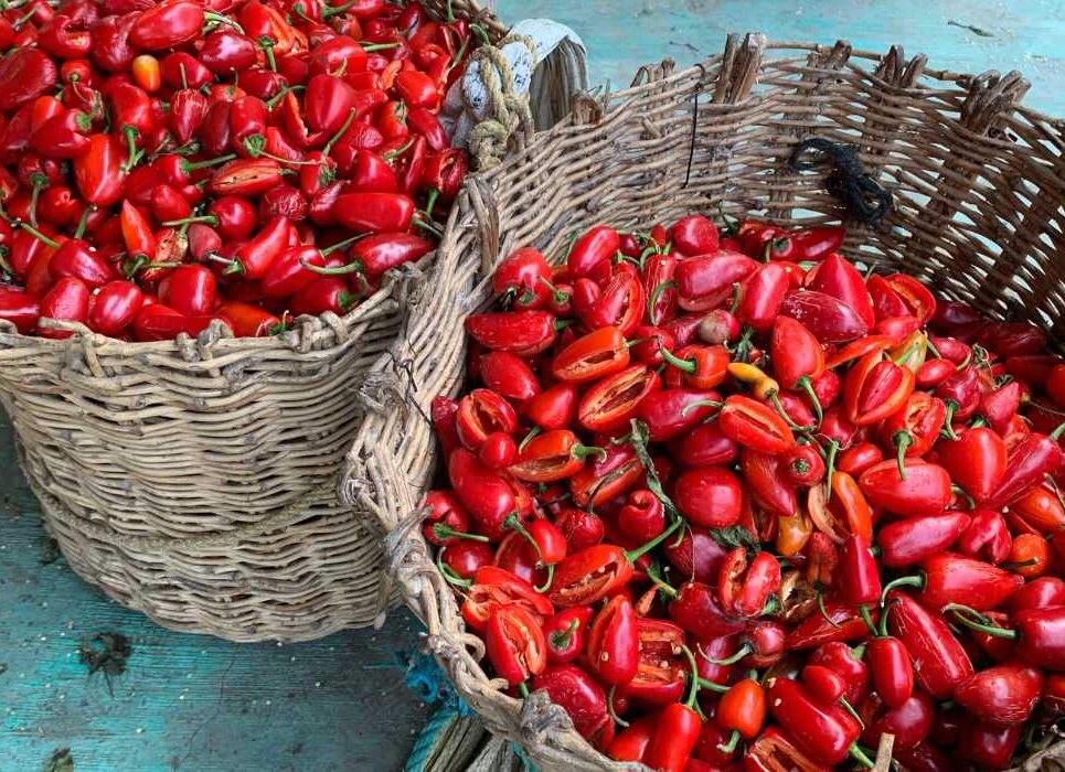 chile-jalapeno-criollo-peligro-extincion