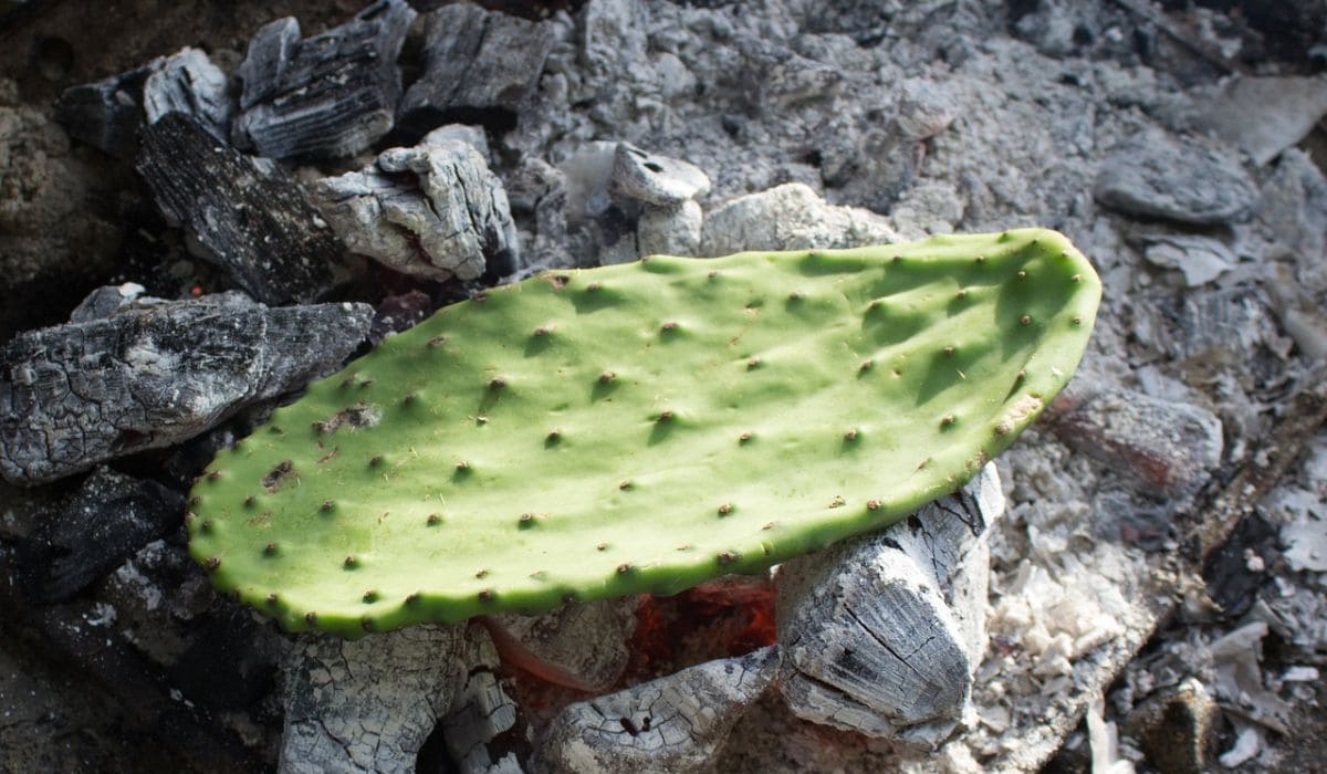 5 consejos para quitarle efectivamente la baba a los nopales