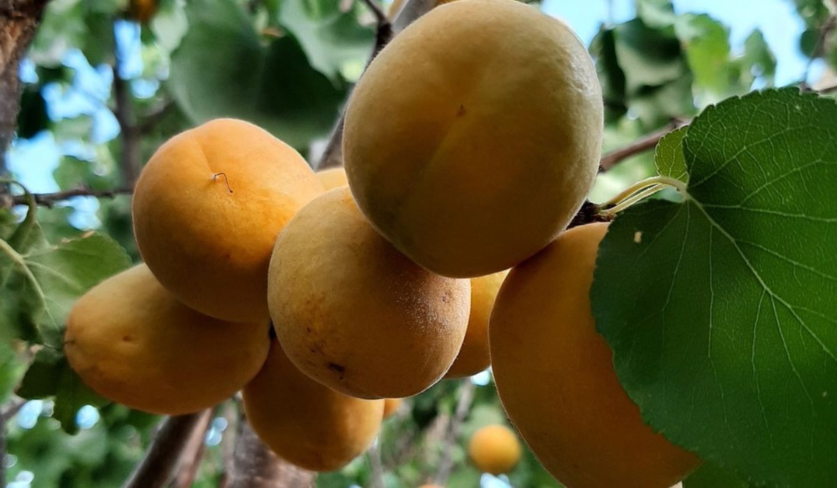 te-de-hojas-de-chabacano-2