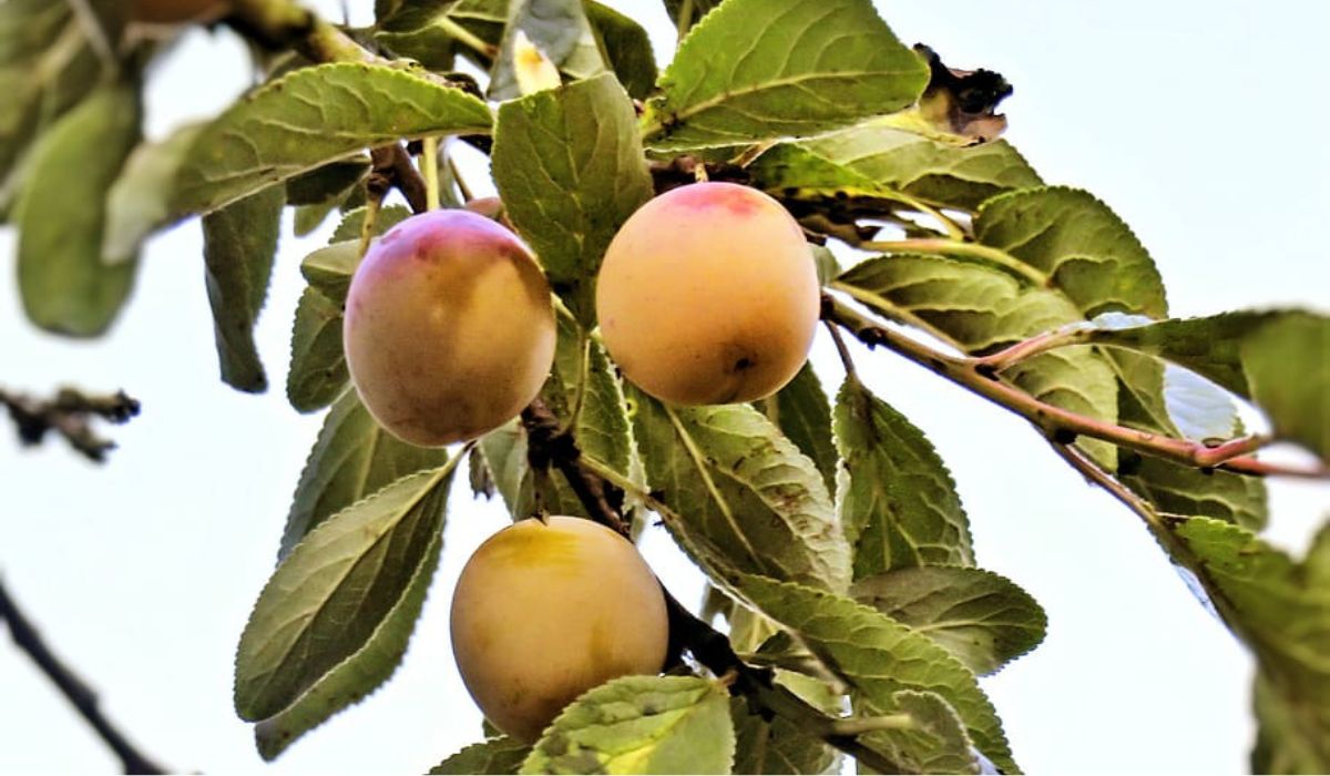 te-de-hojas-de-chabacano