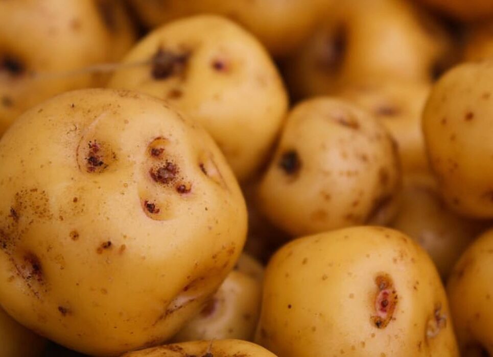 especies-de-papas-2