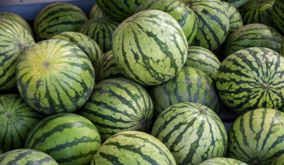 tipos-de-sandias-4