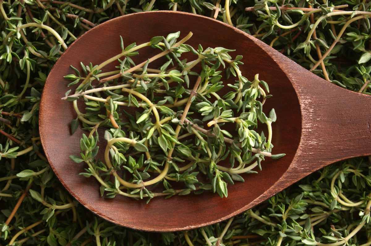 tomillo-1