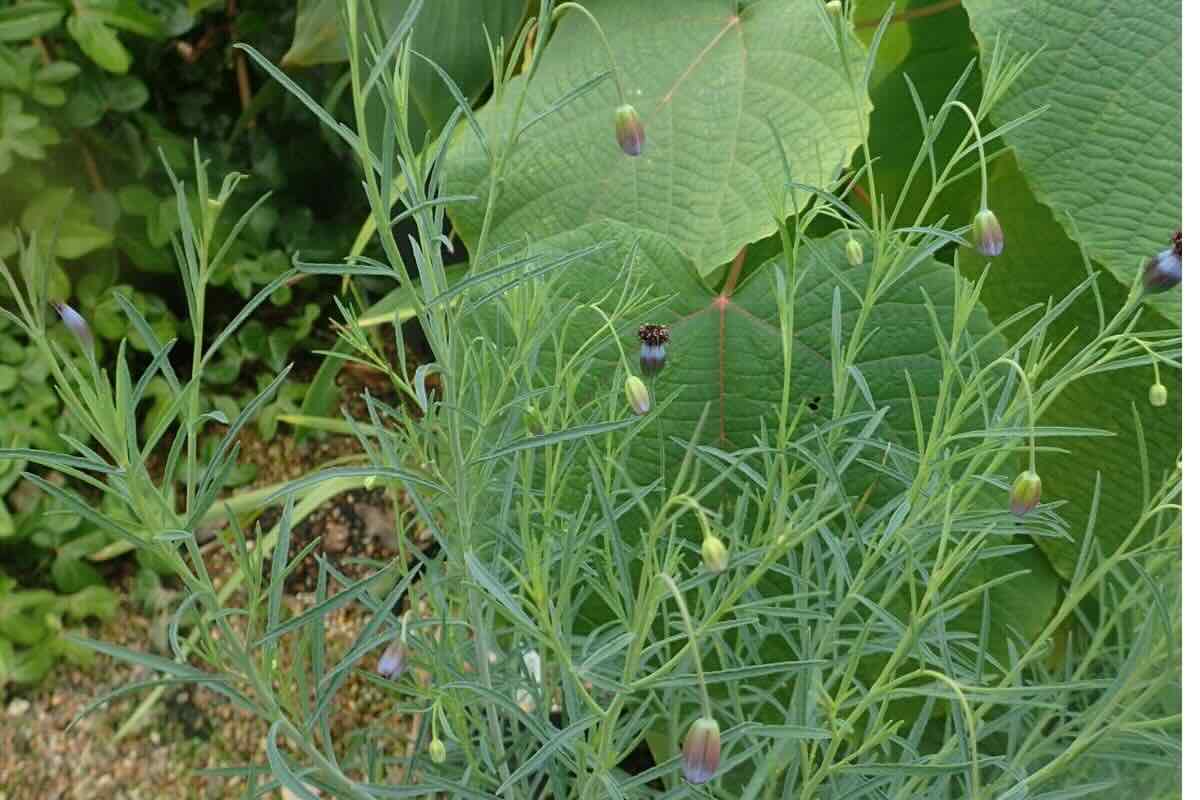 chepil-chepiche-pipicha – 1