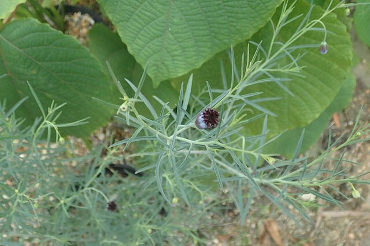 chepil-chepiche-pipicha-pipicha