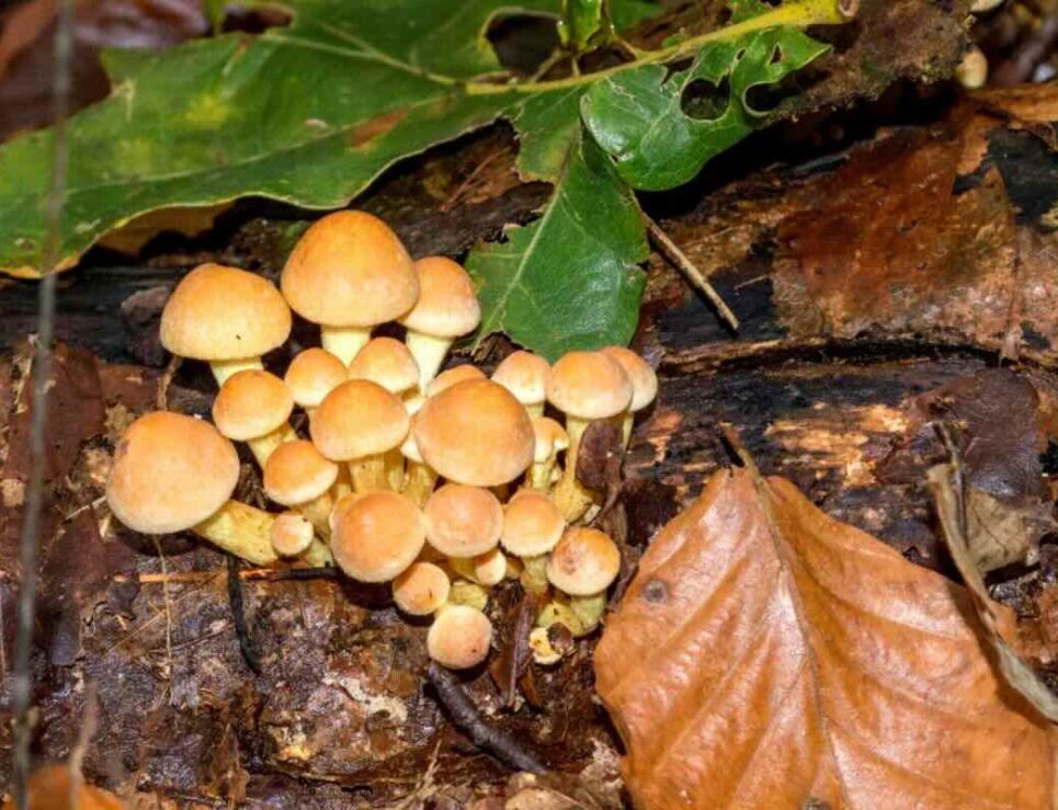 hongos-clavitos – 1