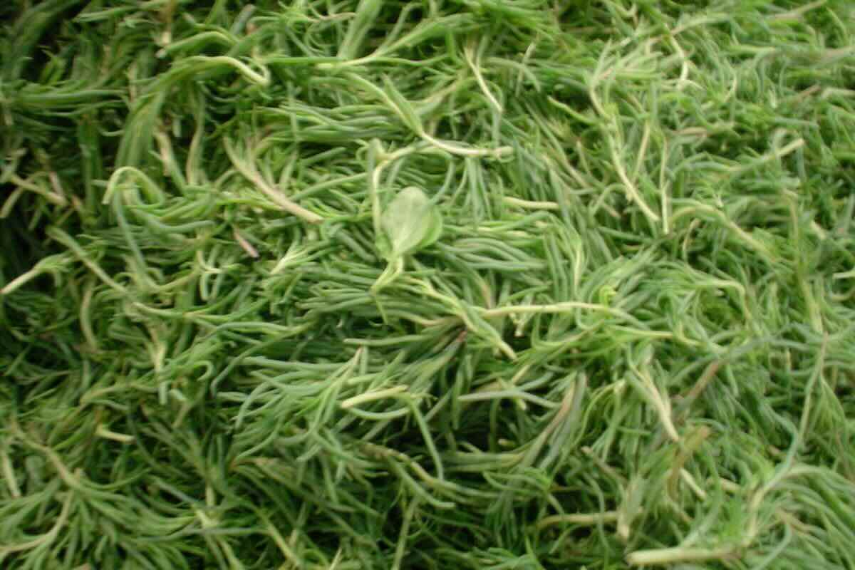 romeritos-limpios – 1